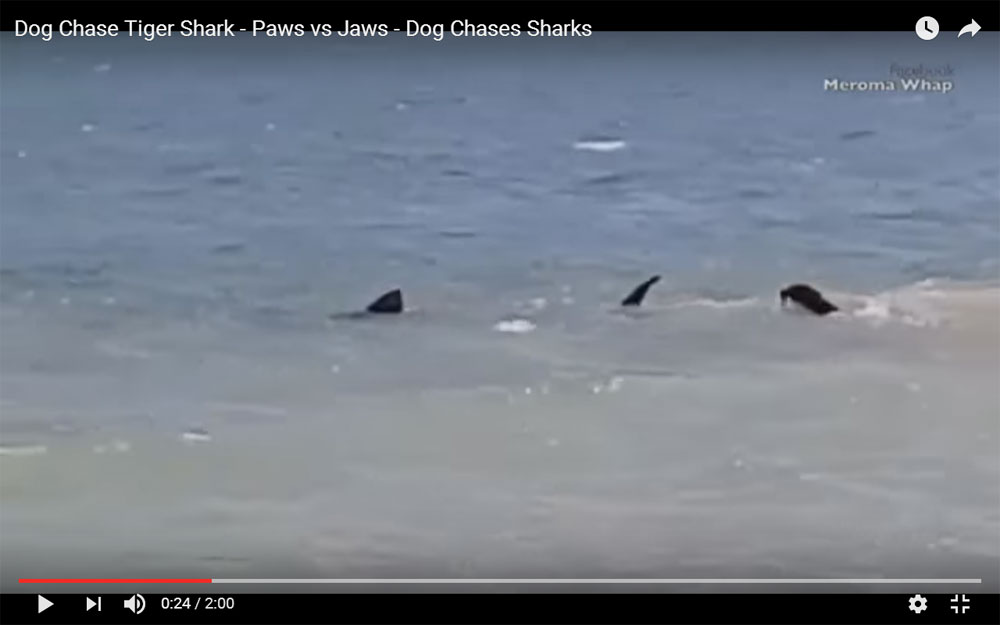 Perro entra al mar para enfrentar a un tiburón - Entorno Turístico